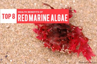 Top 8 Benefits Of Red Marine Algae - Why It's Good For You?