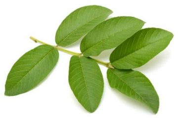 20 Benefits And Medicinal Uses Of Guava Leaves You Never Knew