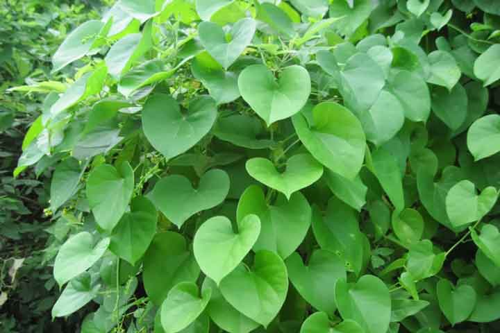 Top 20 Uses & Benefits of Giloy (Tinospora Cordifolia) You Should Know