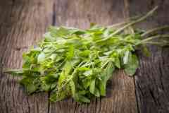 11 Holy Basil Side Effects You Never Heard