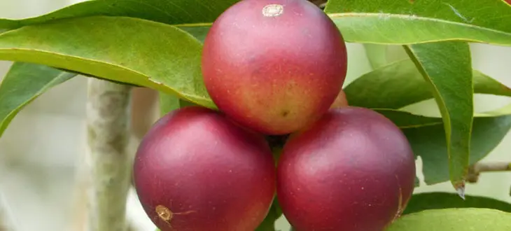7 Best Camu Camu Benefits